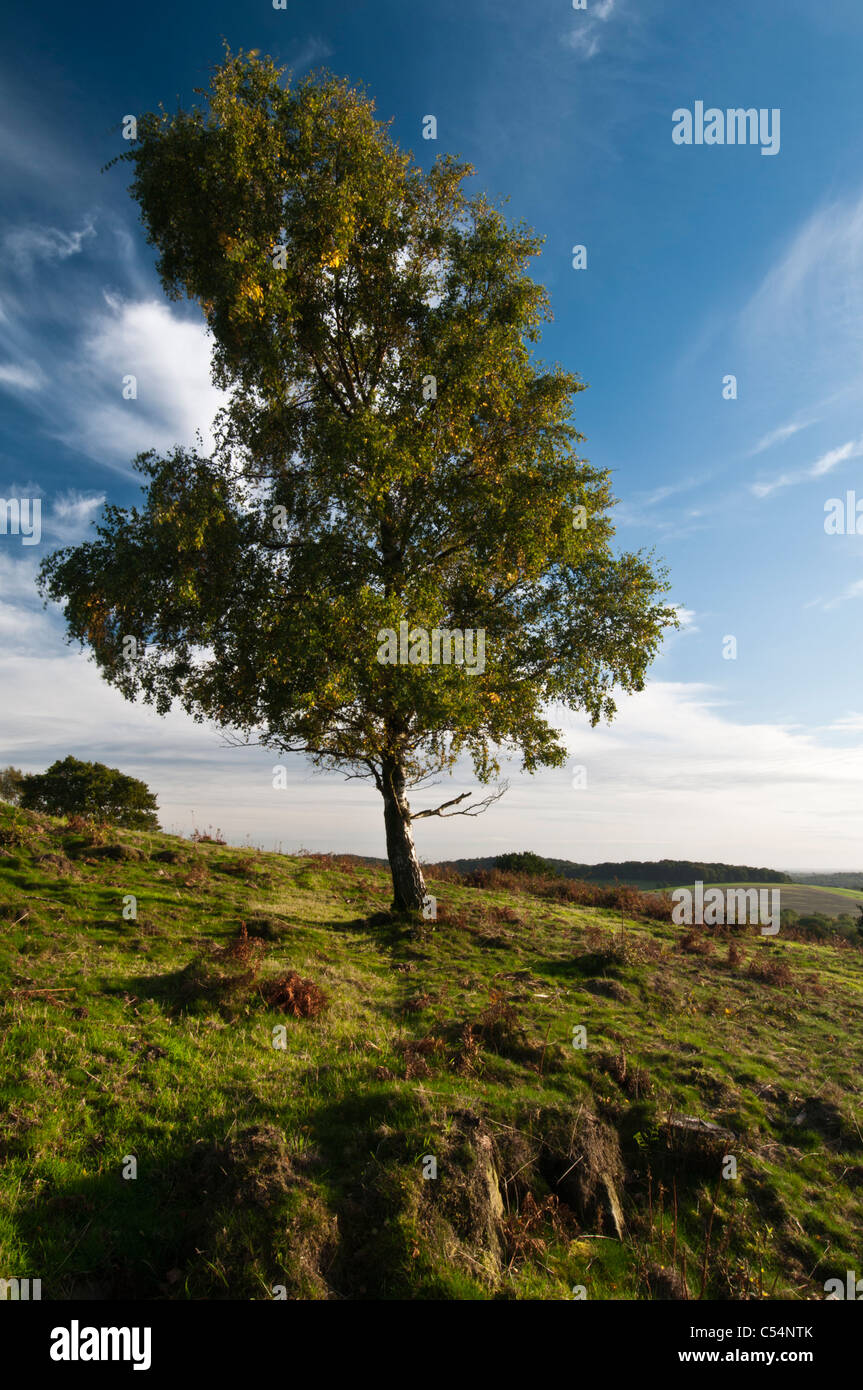 Silver Birch tree on Beacon Hill, the site of an Iron Age hill fort and ...