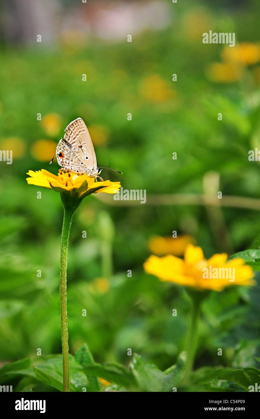 A small butterfly on a small flower Stock Photo - Alamy