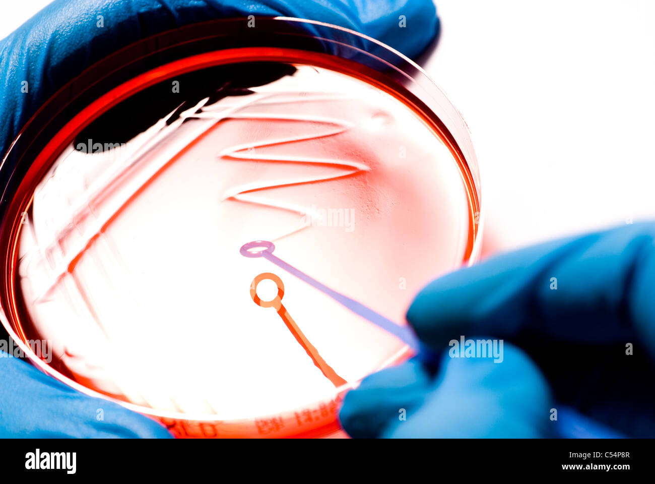 Gloved hands streaking a petri dish with inoculation loop isolated on a ...