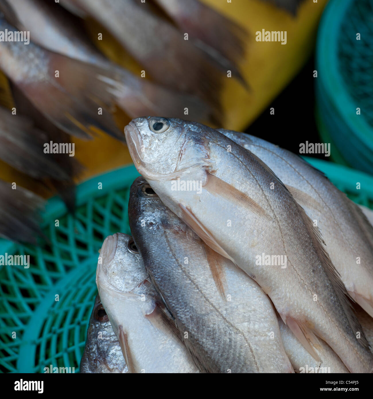 Fish at a stall in a fish market, Busan, Yeongnam, South Korea Stock ...