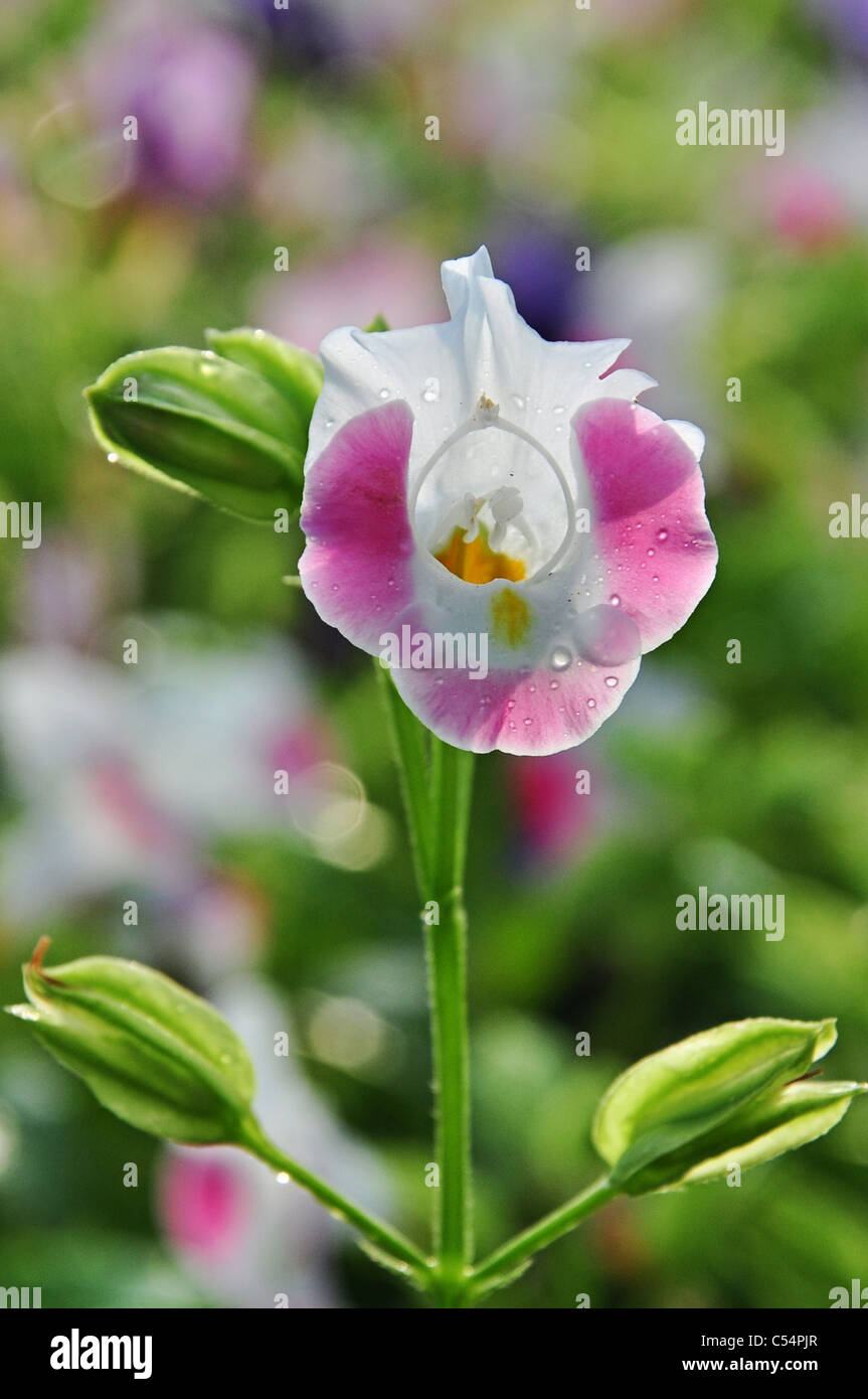 Pink backlighting hi-res stock photography and images - Alamy