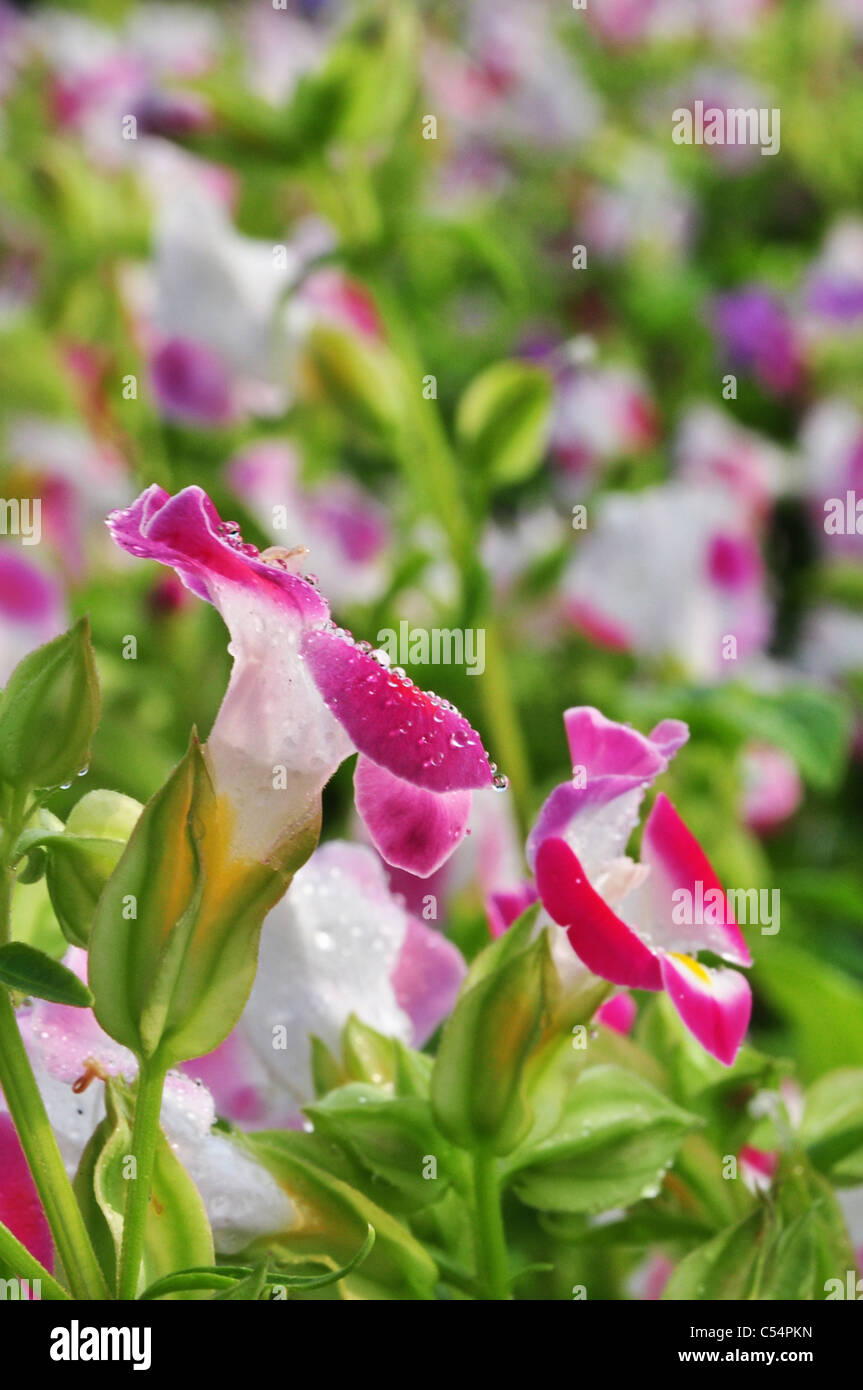 Pink flower green backlighting hi-res stock photography and images - Alamy