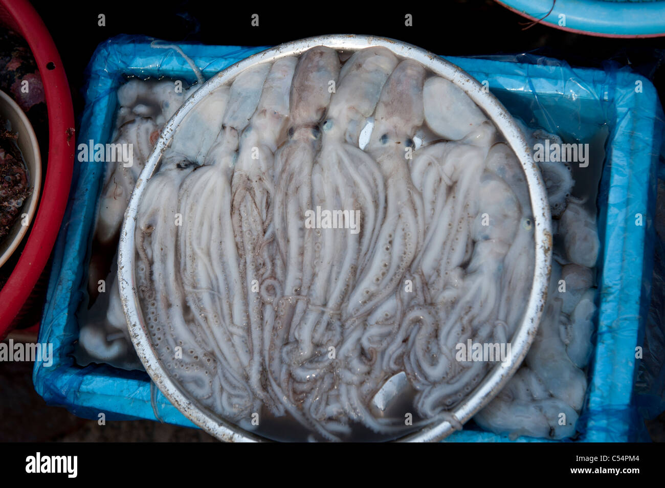 Octopuses at a fish market, Busan, Yeongnam, South Korea Stock Photo ...