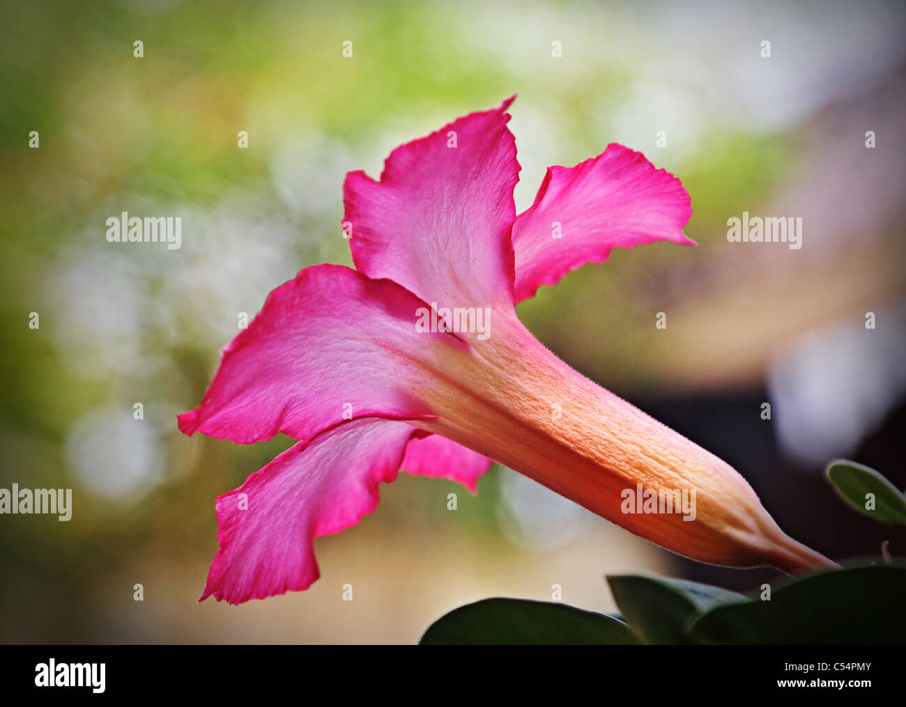 Pink backlighting hi-res stock photography and images - Alamy