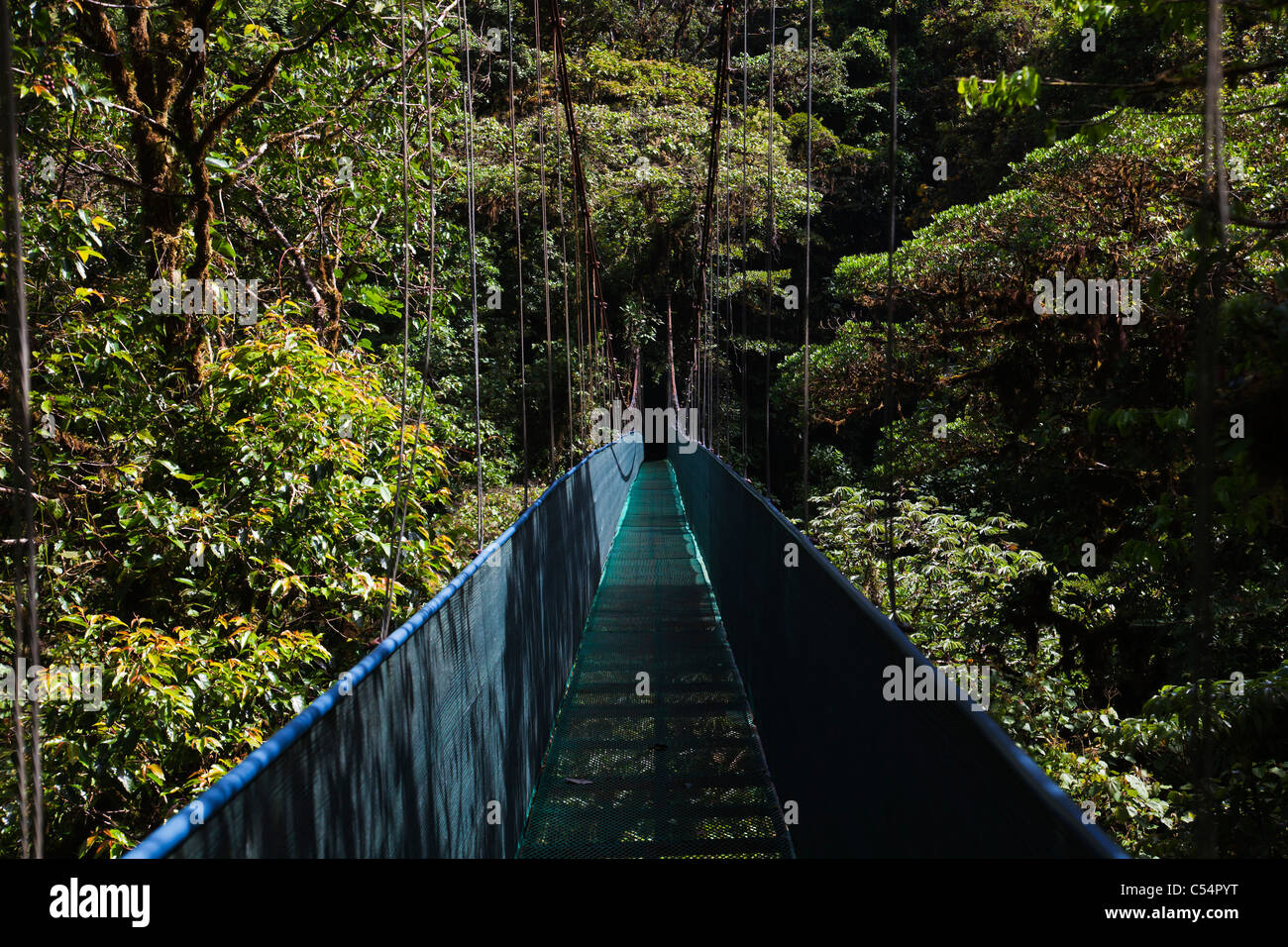 Rainforest canopy walkway hi-res stock photography and images - Alamy