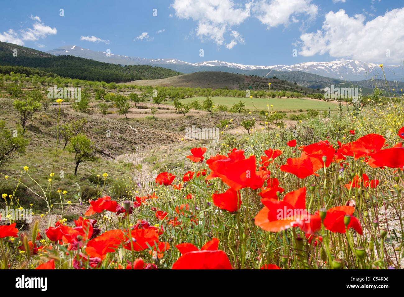 Poppy flowers in snow hi-res stock photography and images - Alamy