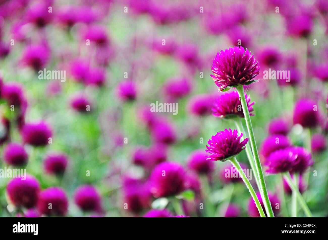 Backlighting flowers hi-res stock photography and images - Alamy