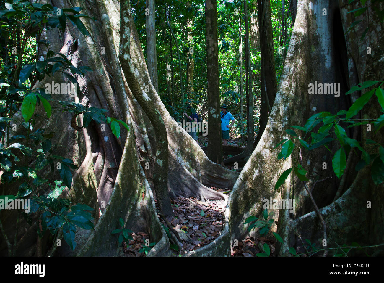 Tropical giant hi-res stock photography and images - Alamy