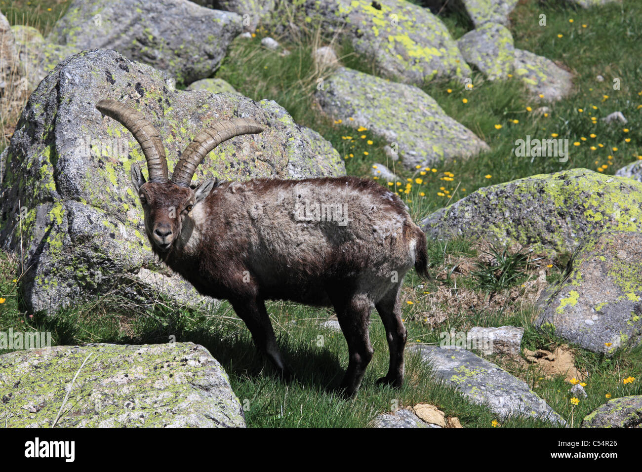 Male Iberian Ibex (Capra pyrenaica ssp victoriae), endemic to the ...
