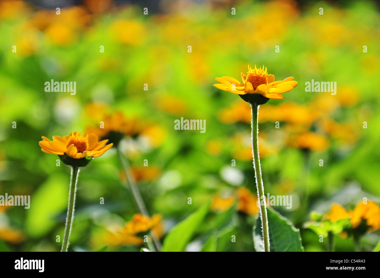 Yellow flowers under the sun Stock Photo - Alamy