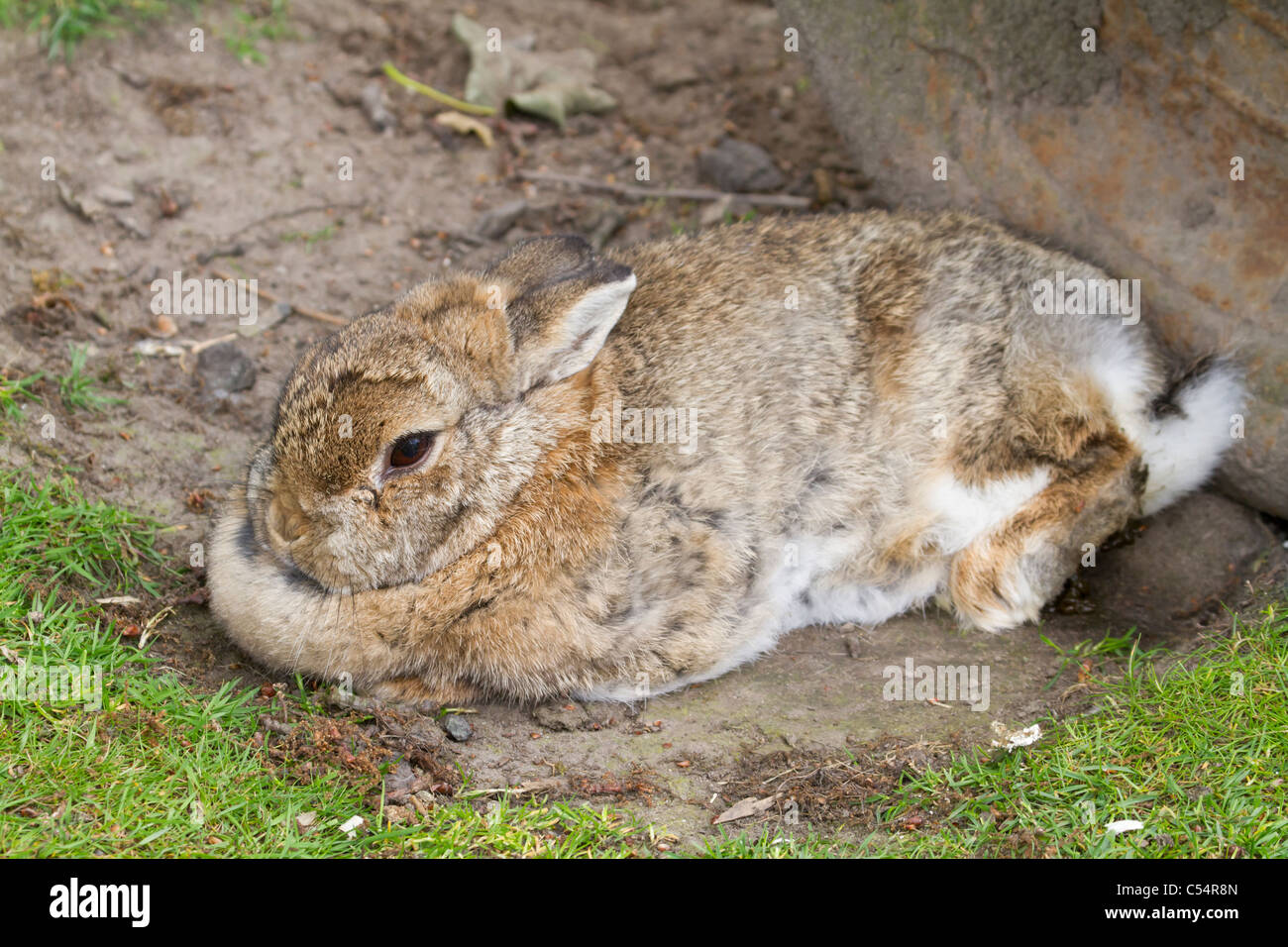 A Rabbit laying on the ground resting Stock Photo - Alamy