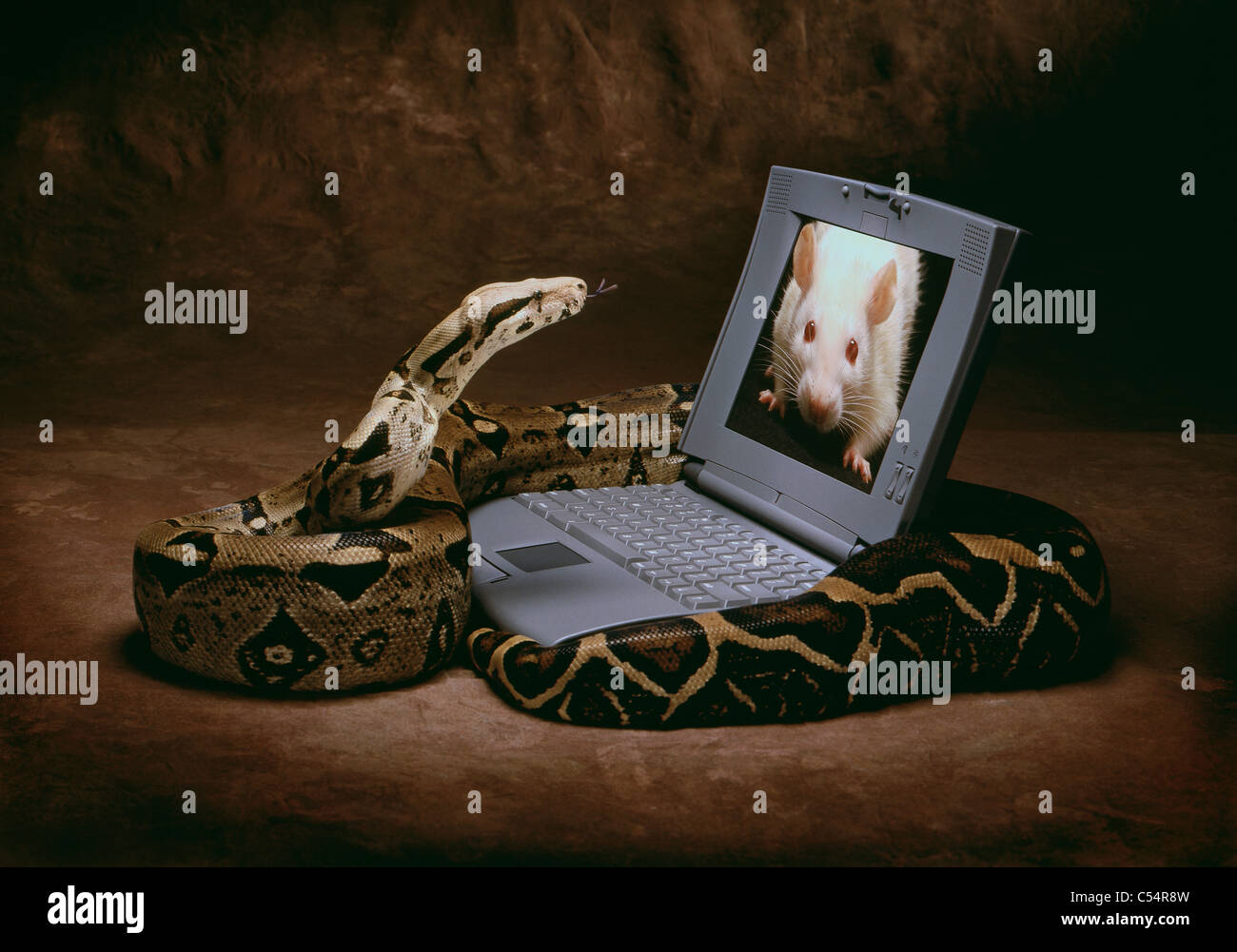 Still life with a snake hi-res stock photography and images - Alamy
