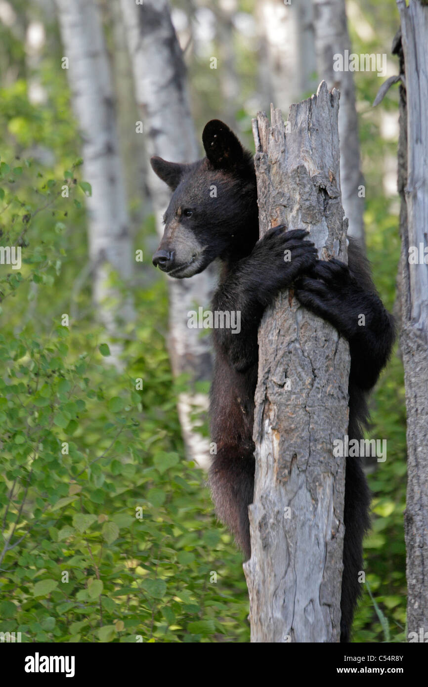Black bear climbing a tree Stock Photo - Alamy