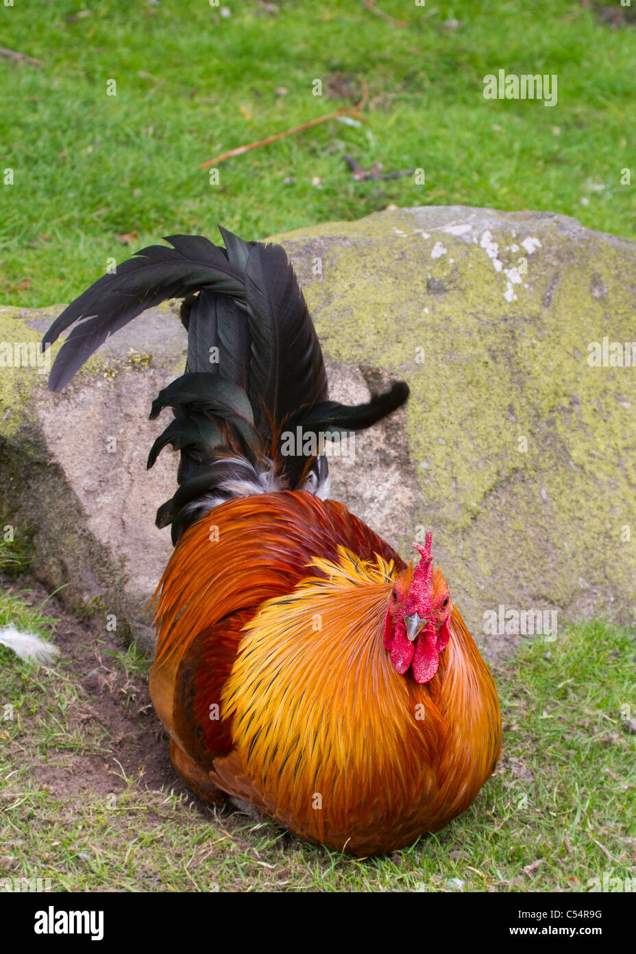 Cockerel a beautiful farm bird close up Stock Photo - Alamy