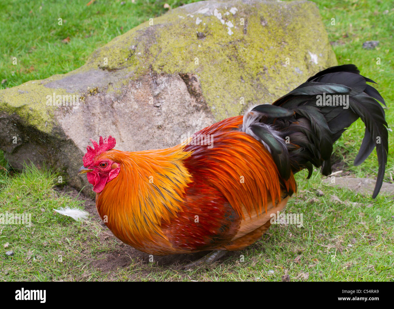 Cockerel a beautiful farm bird close up Stock Photo - Alamy