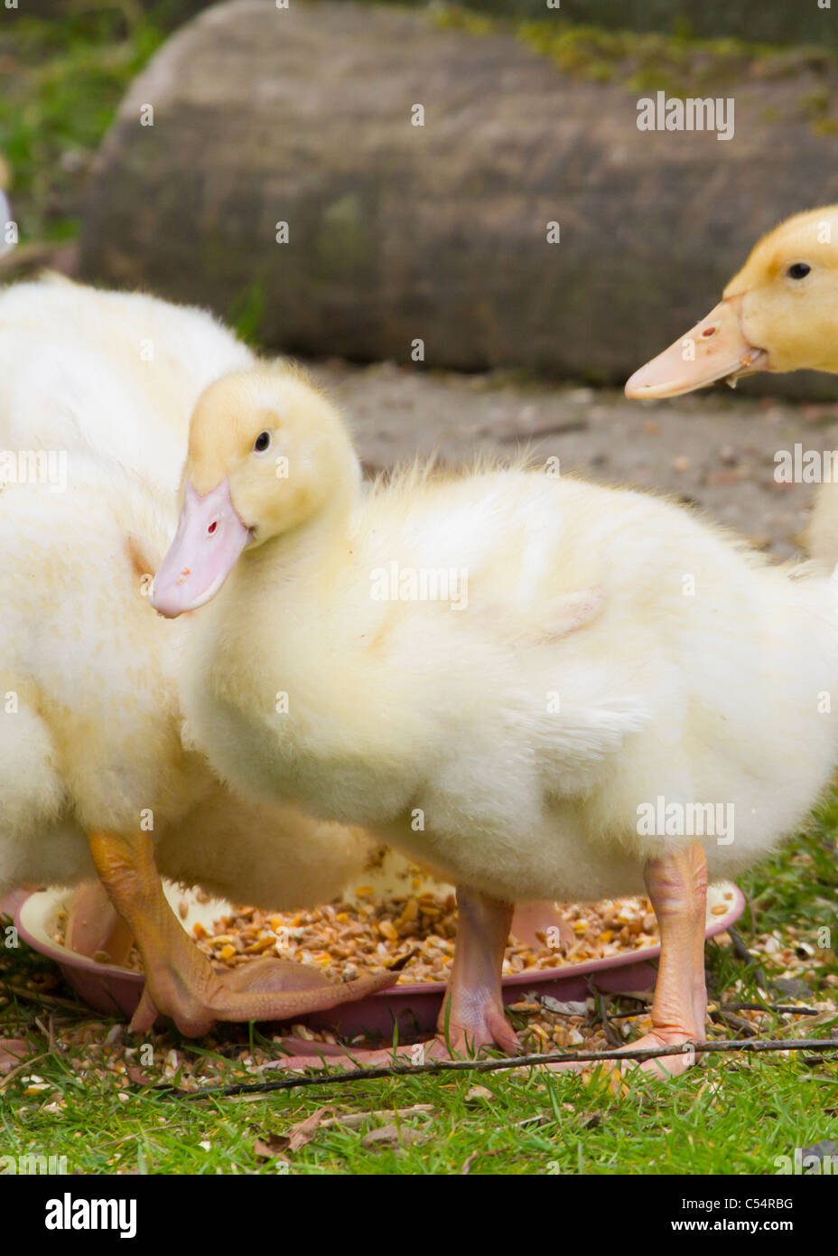 Livestock on the farm feeding close up Stock Photo - Alamy