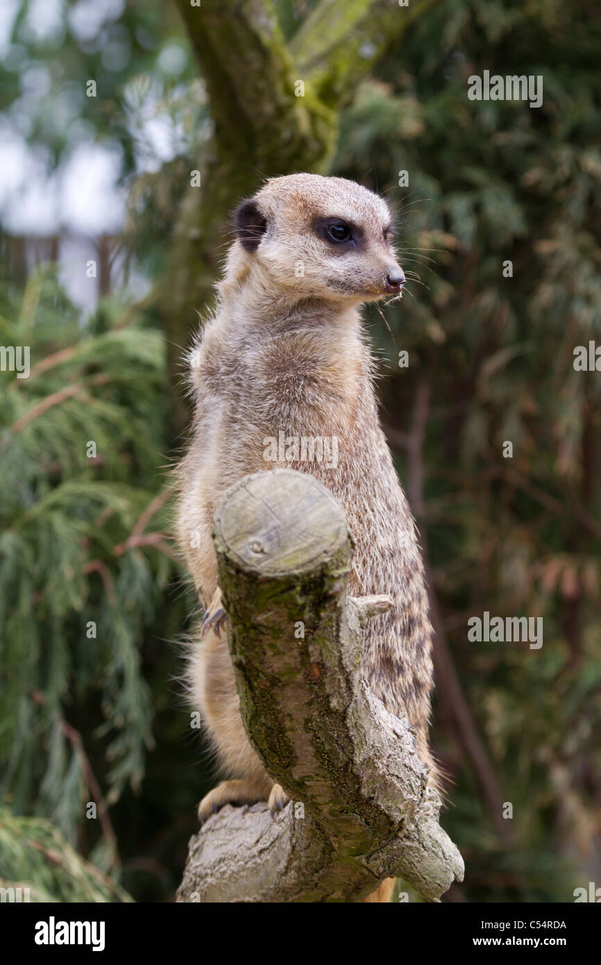 A beautiful Meerkat standing on a branch Stock Photo - Alamy