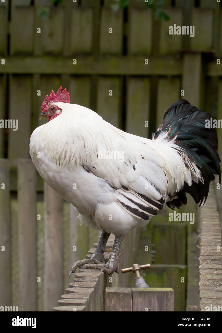 Cockerel on a farm hi-res stock photography and images - Alamy