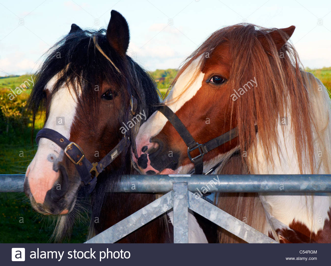 Two Horse Heads High Resolution Stock Photography and Images - Alamy