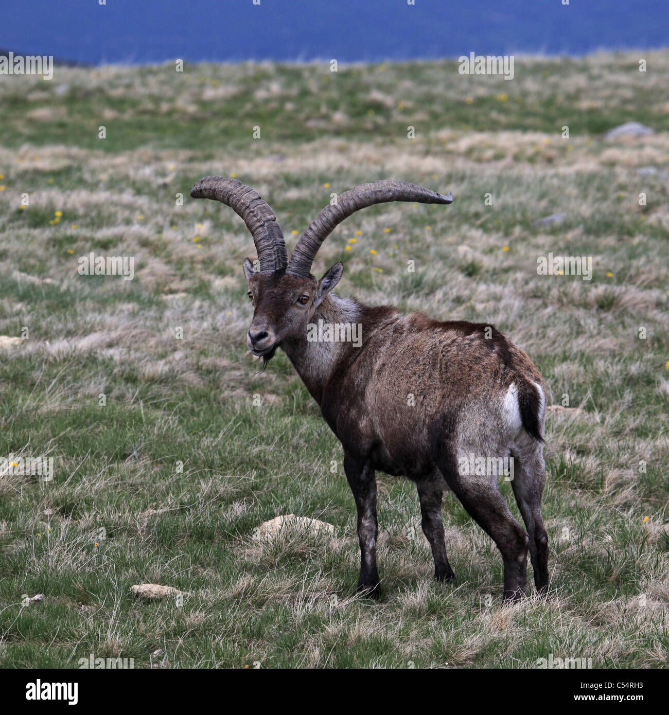 Iberian wild goats hi-res stock photography and images - Alamy