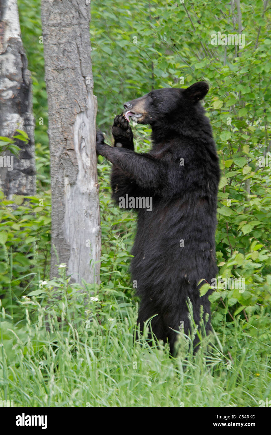 Black bear licking its paw Stock Photo - Alamy