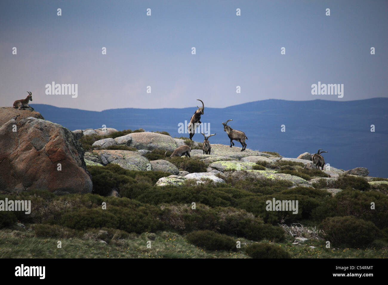 Male Iberian Ibex (Capra pyrenaica ssp victoriae), endemic to the ...