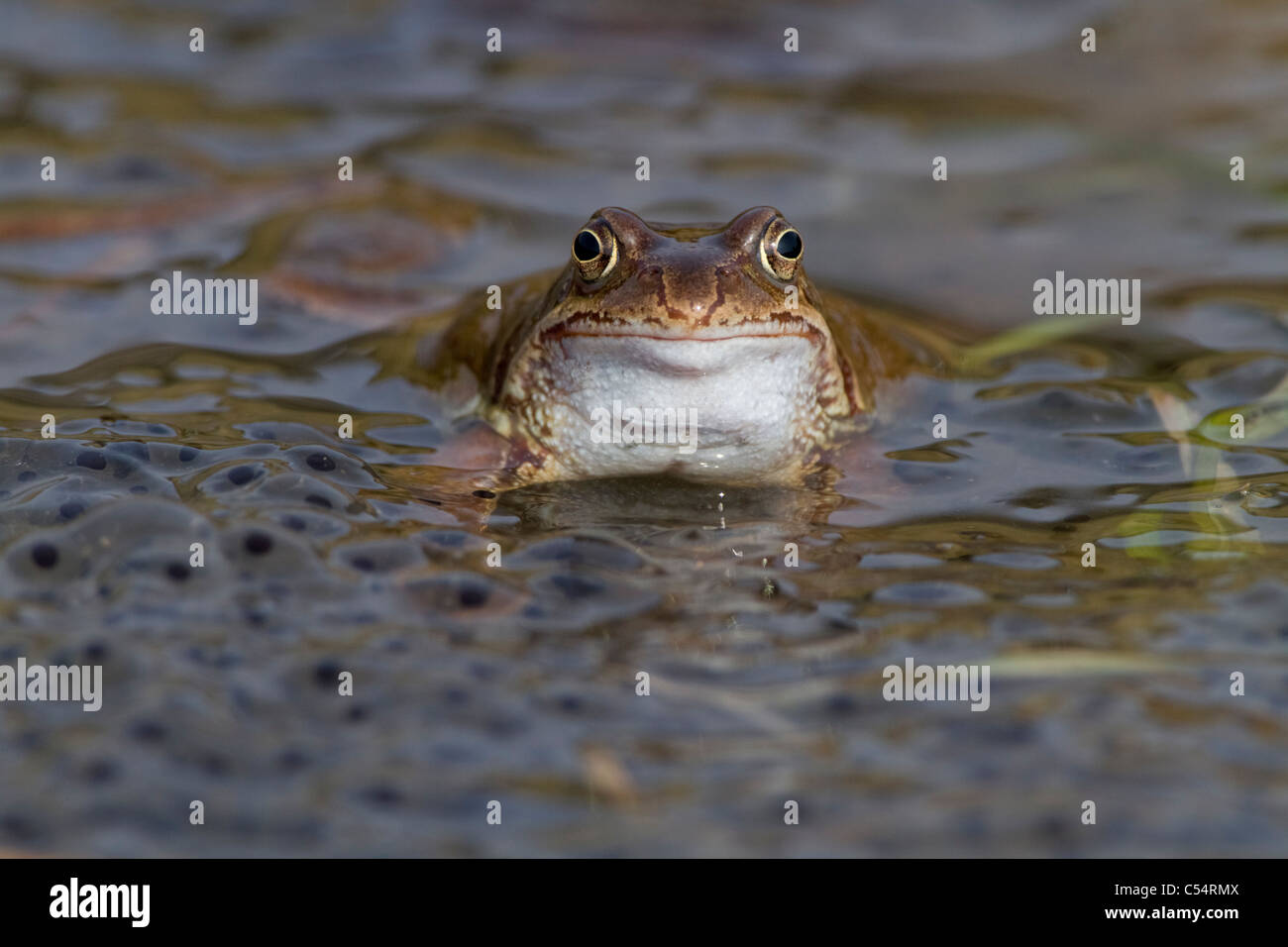 Common frog (Rana temporaria) and frogspawn Stock Photo - Alamy