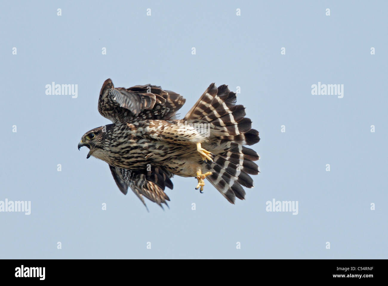 Female merlin in flight Stock Photo - Alamy