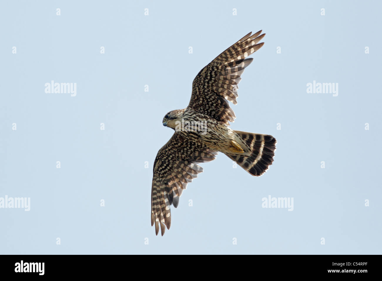 Female merlin in flight hi-res stock photography and images - Alamy