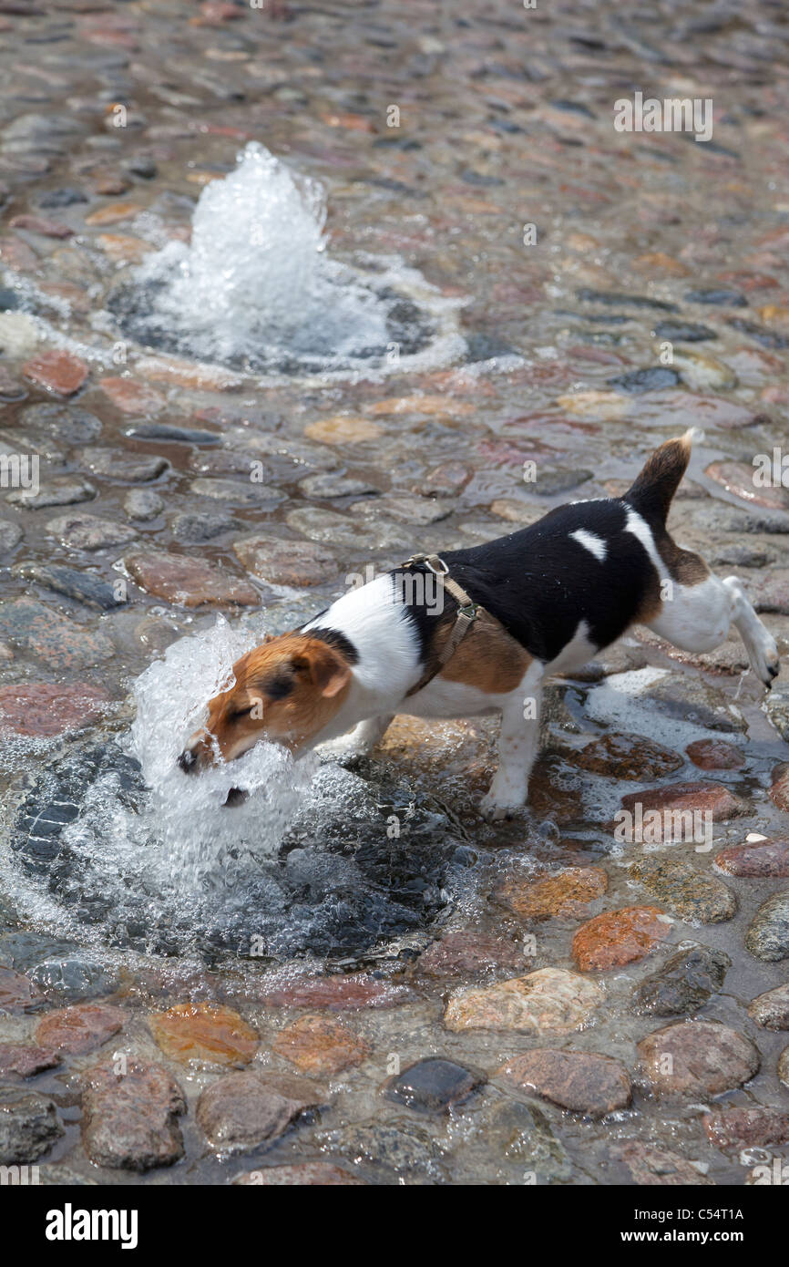 Jack russell terrier drinking water hi-res stock photography and images ...