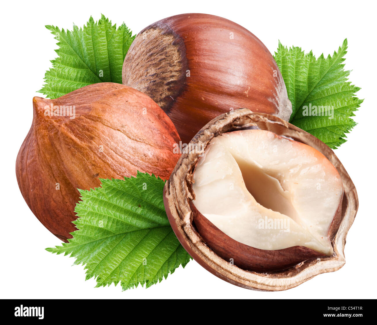 Hazel tree leaves Cut Out Stock Images & Pictures - Alamy