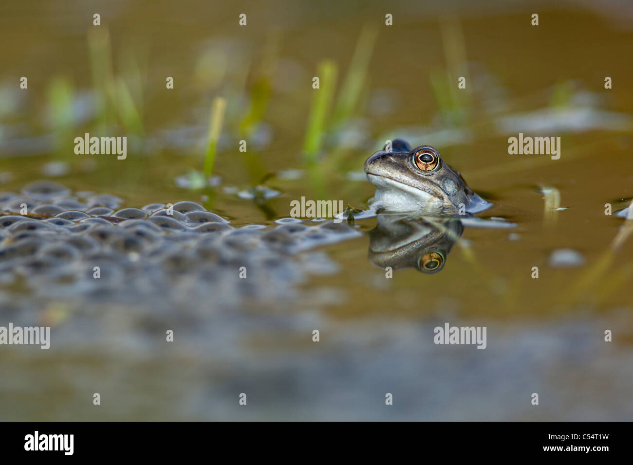 Common frog (Rana temporaria) and frogspawn Stock Photo - Alamy