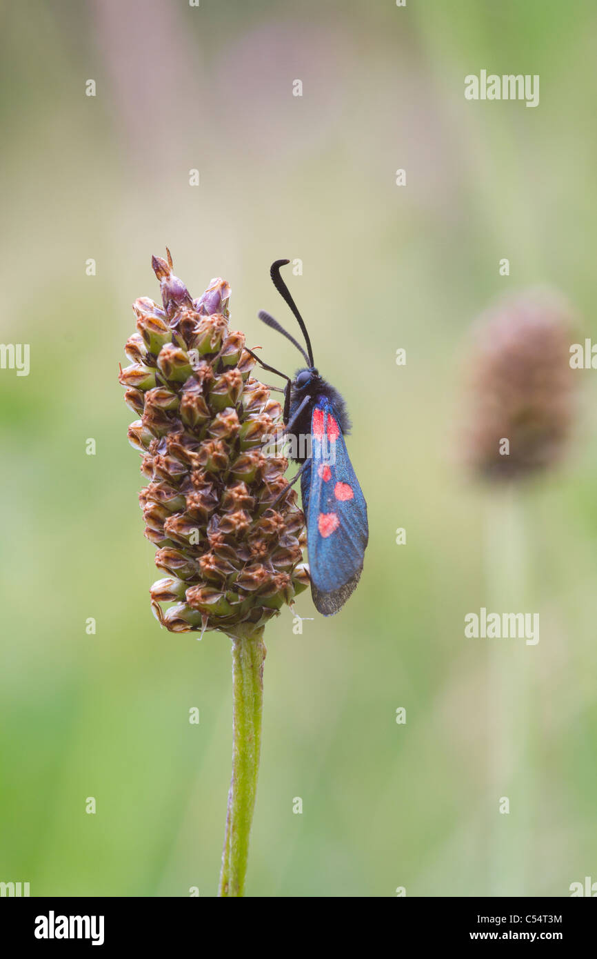 Five Spot Burnet A Day Flying Moth Stock Photo - Alamy