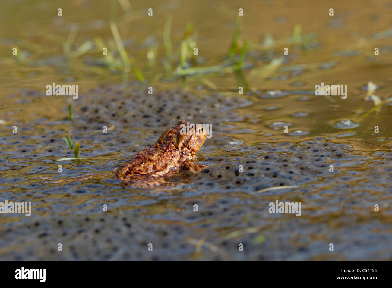 Common frog (Rana temporaria) and frogspawn Stock Photo - Alamy