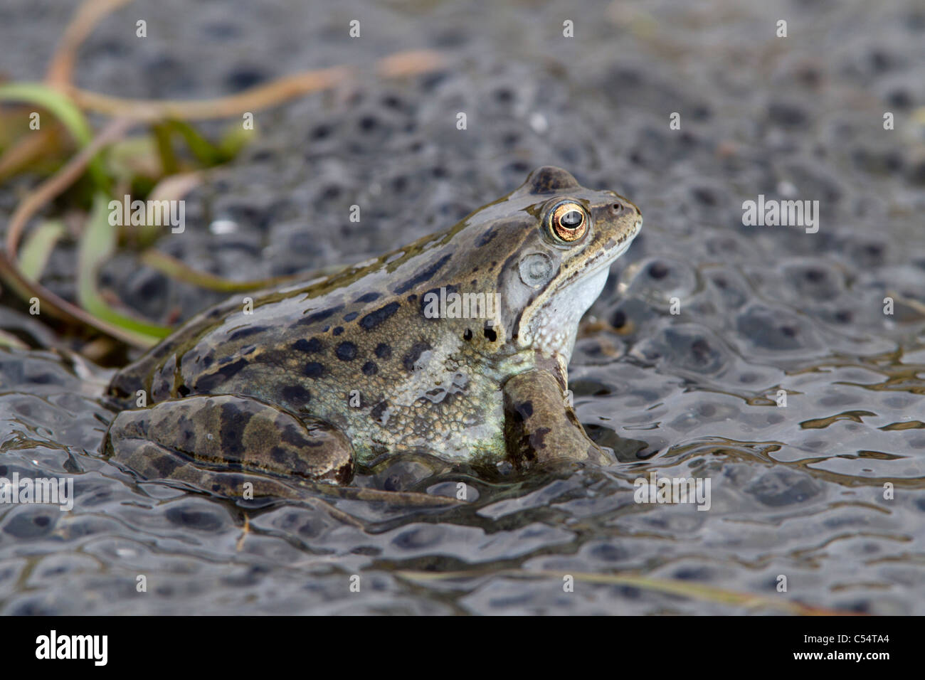 Common frog (Rana temporaria) and frogspawn Stock Photo - Alamy
