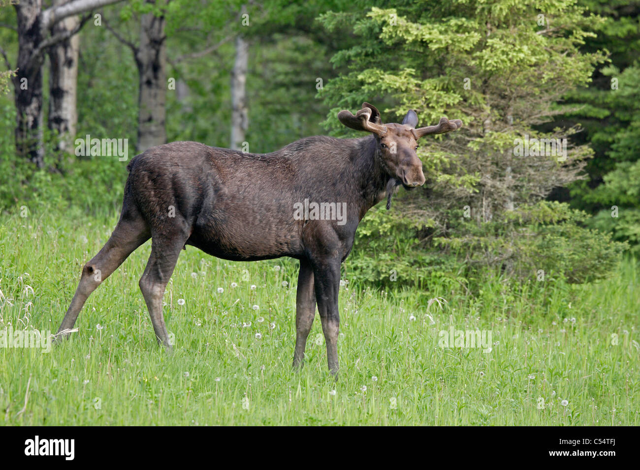 Male Moose at the edge of a conifer forest Stock Photo - Alamy