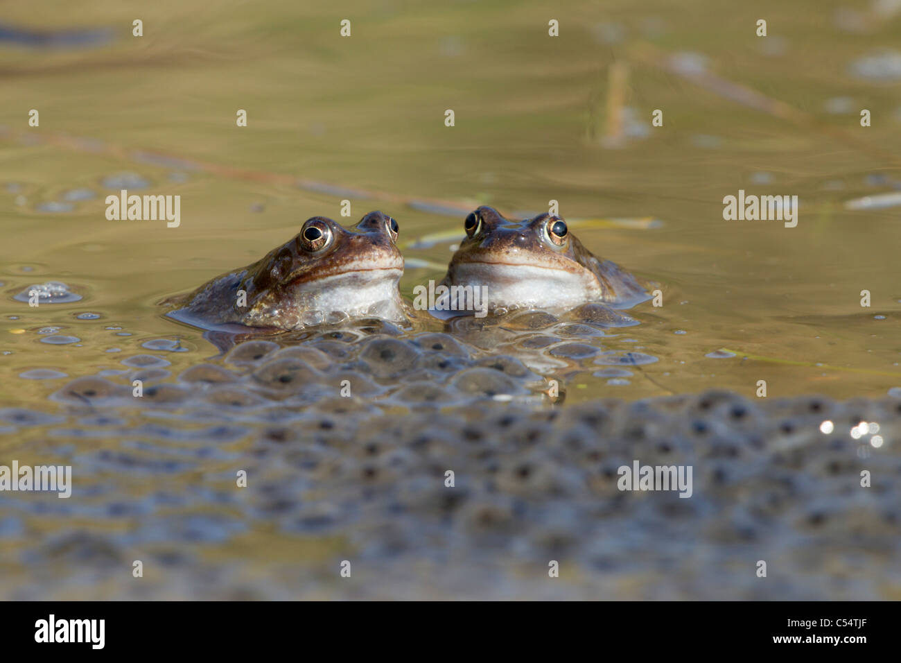 Frogs And Frogspawn High Resolution Stock Photography and Images - Alamy