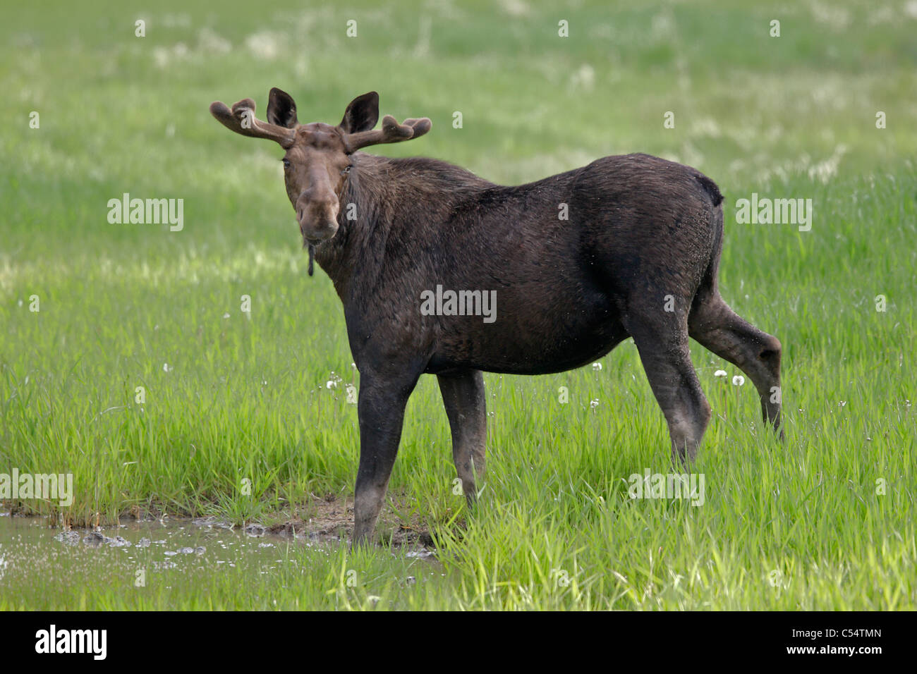 Male Moose at muddy drinking pool Stock Photo - Alamy