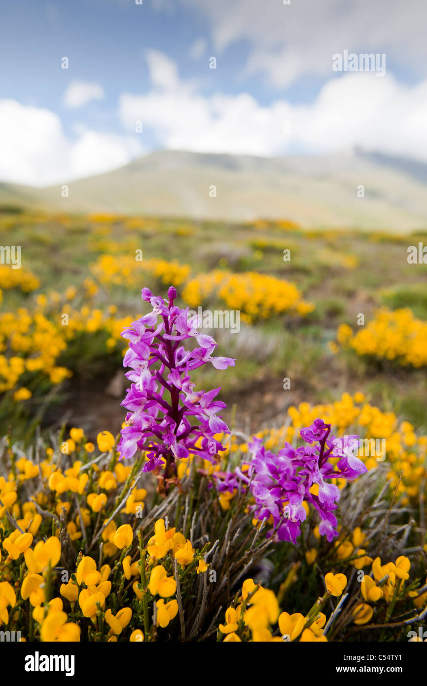 Orchids and other flowering plants in the Sieera Nevada mountains of ...