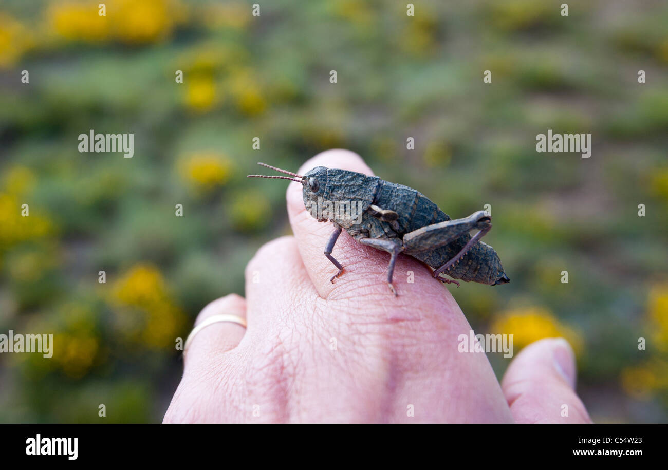 A large grasshopper on a mans hand at 8,000 feet in the Sierra Nevada ...