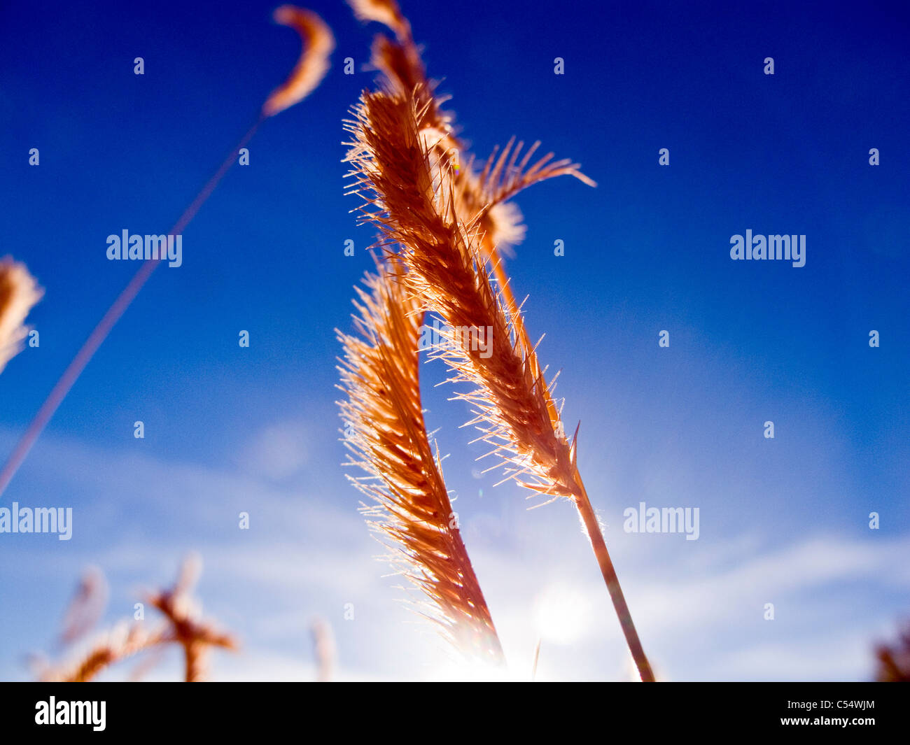 Barley crop in a field, New Mexico, USA Stock Photo - Alamy
