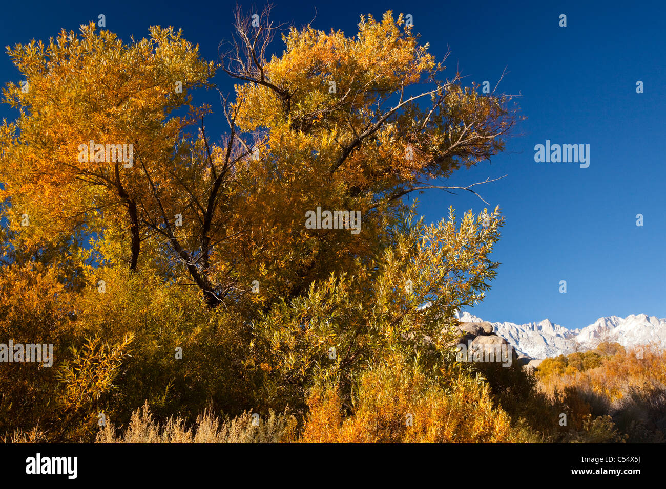 Autumnal trees with mountains in the background, Alabama Hills, Lone ...