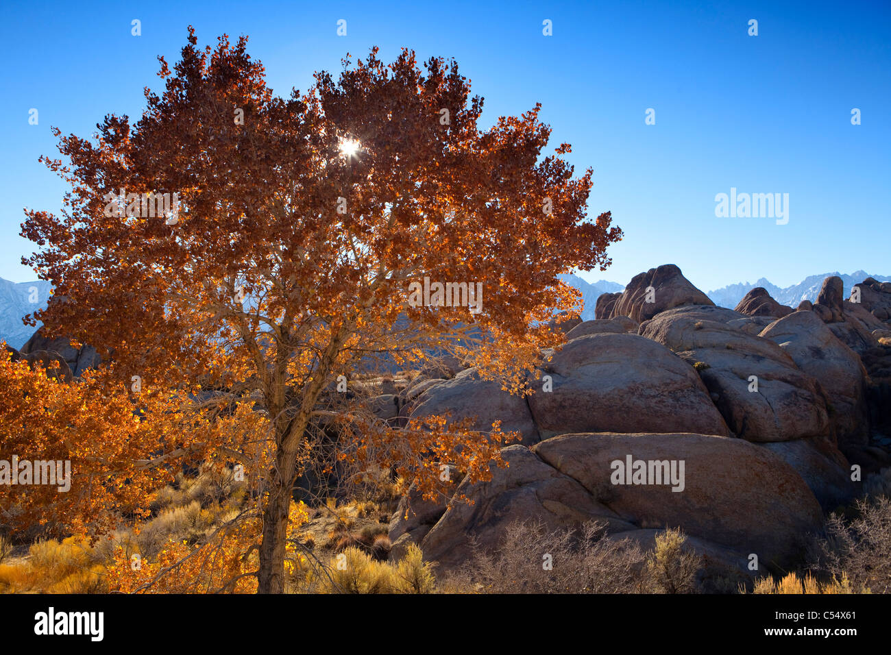 Autumnal trees with rock formations, Alabama Hills, Lone Pine ...