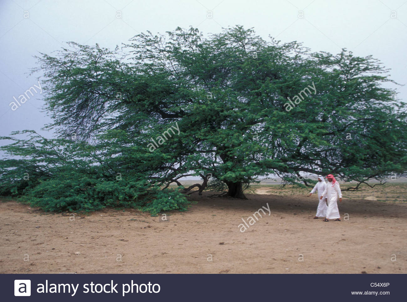 Bahrain Tree Of Life High Resolution Stock Photography and Images - Alamy