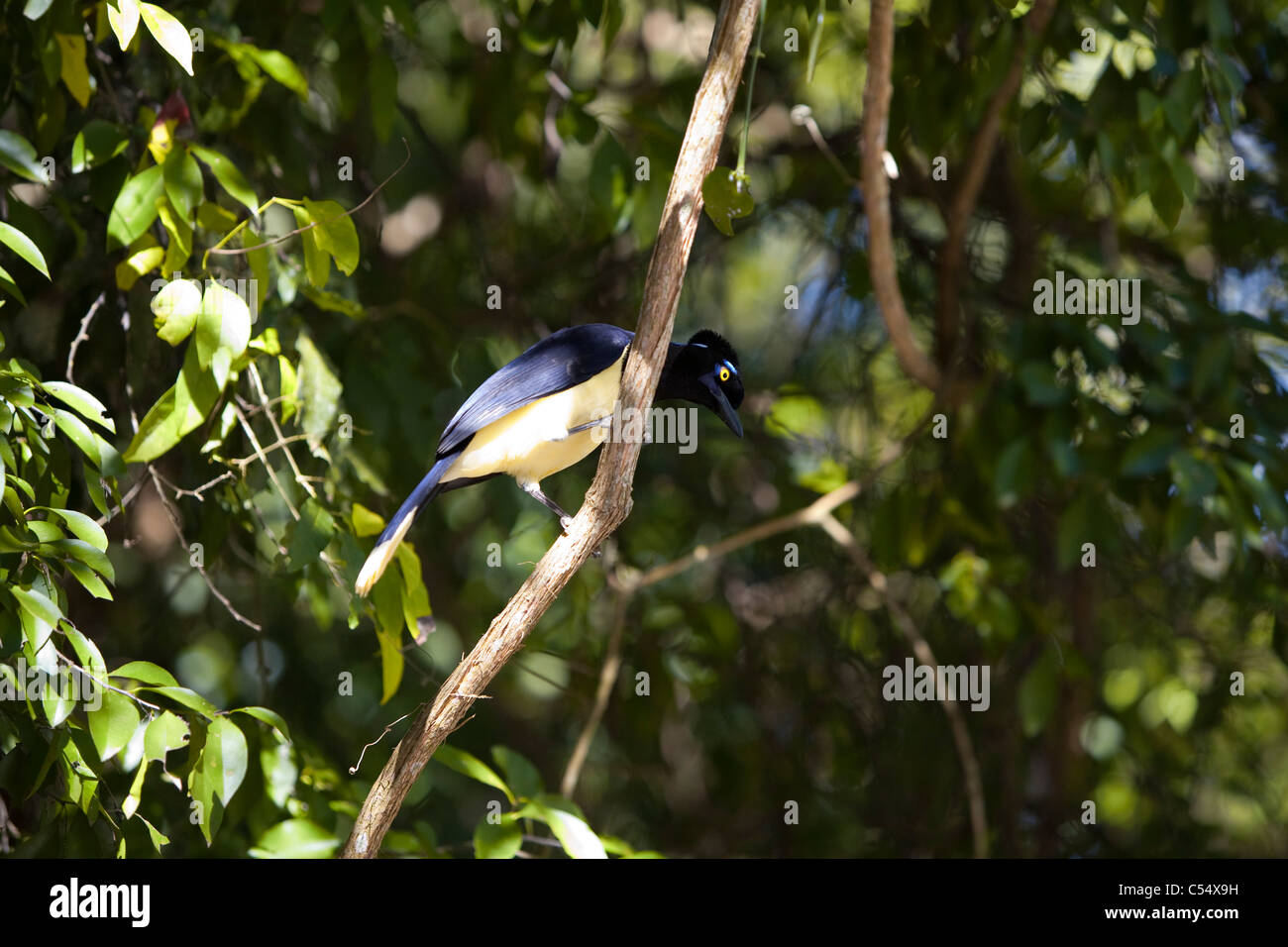 Red-Rumped cacique (Cacicus haemorrhous) perching on a branch, Iguacu ...