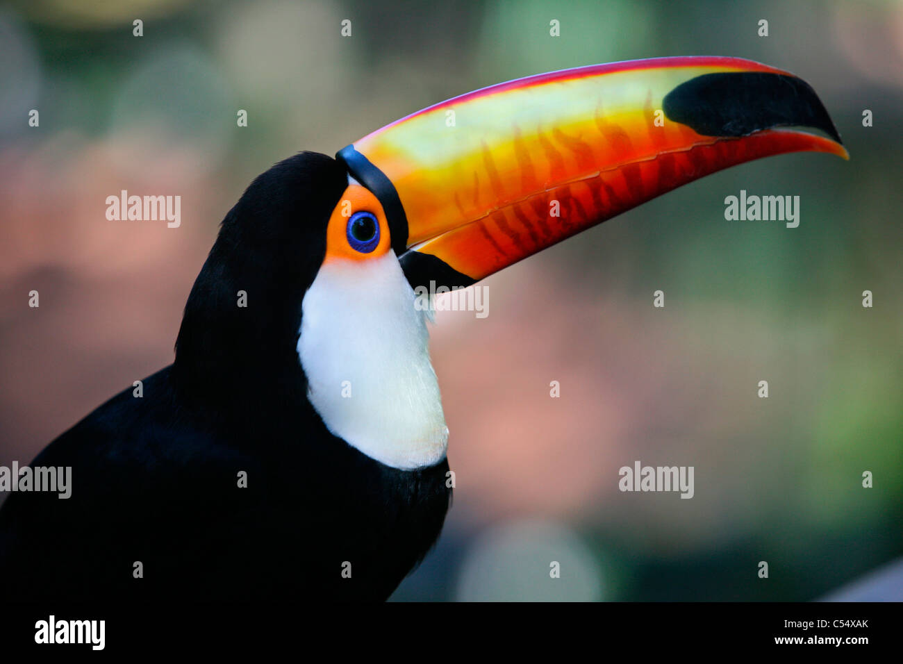 Close-up of a Toco toucan (Ramphastos toco), Brazil Stock Photo - Alamy