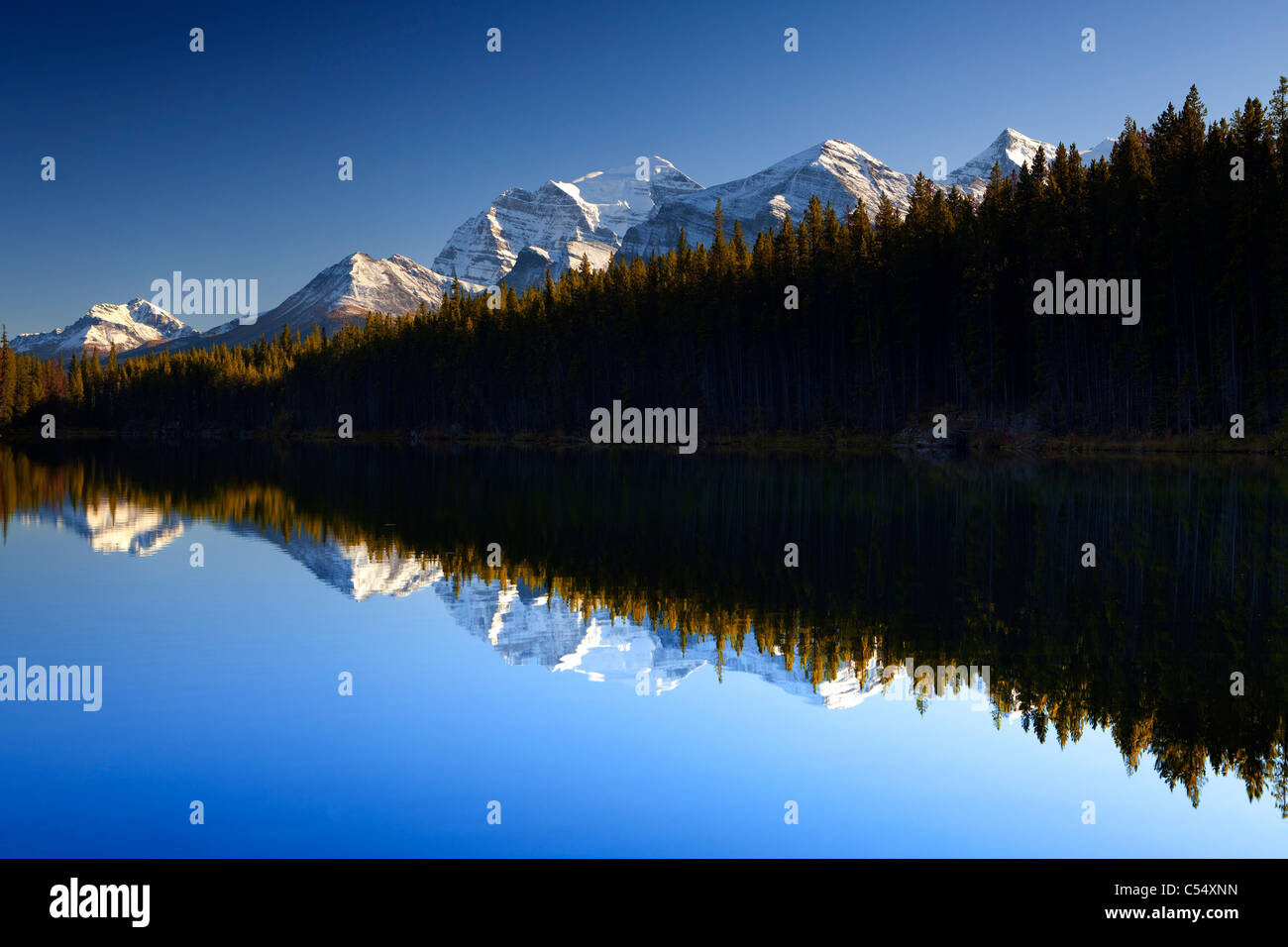 Reflection of mountains and trees in a lake, Lake Herbert, Banff, Banff ...