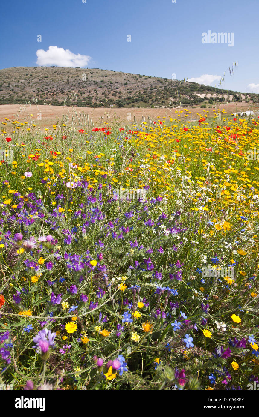 Wild flowers growing on a field verge in Andalucia, Spain Stock Photo ...