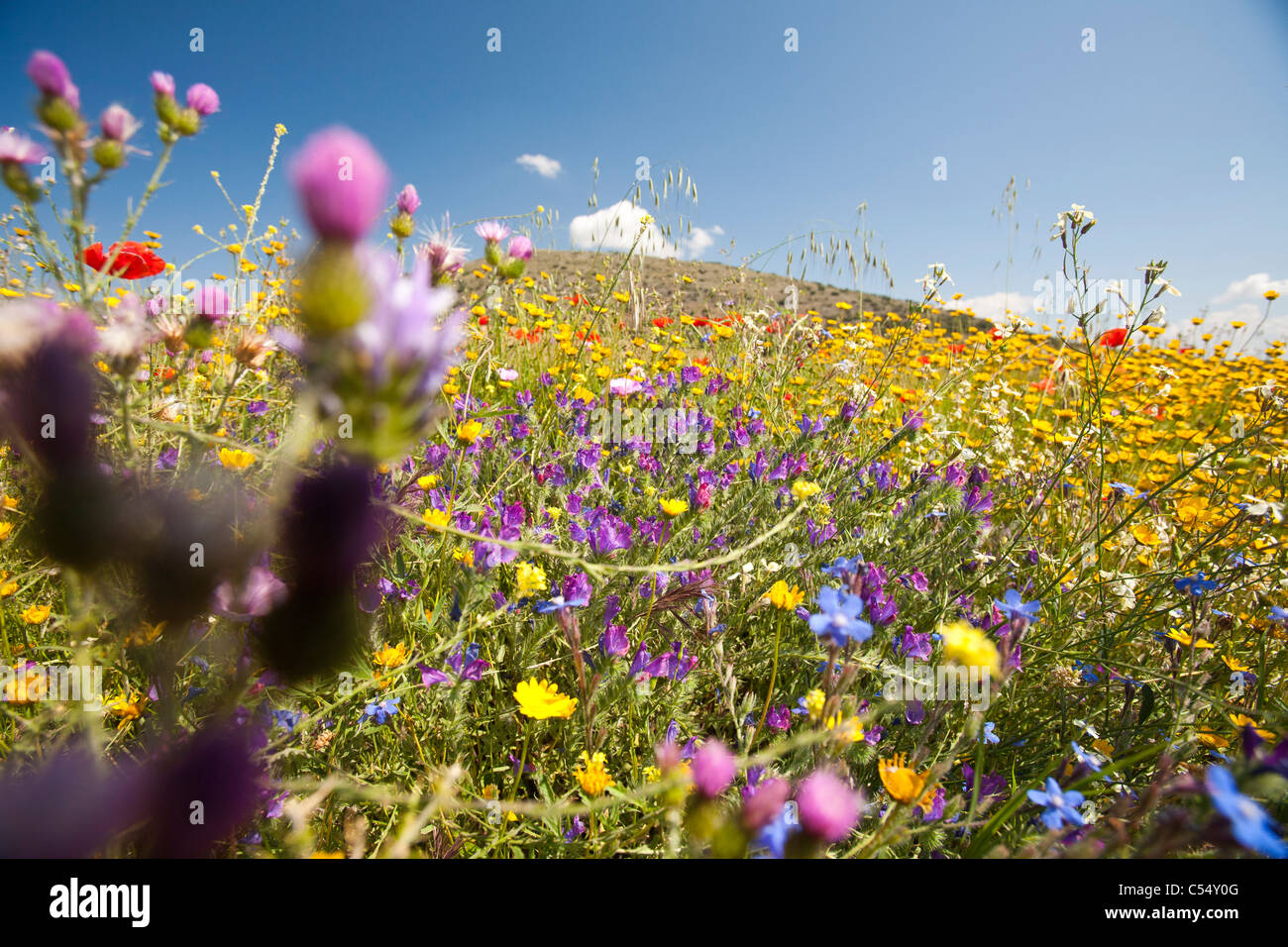 Wild flowers growing on a field verge in Andalucia, Spain Stock Photo ...