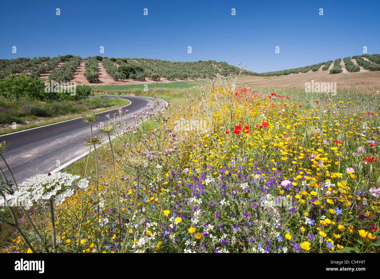 Wild flowers growing on a field verge in Andalucia, Spain Stock Photo ...